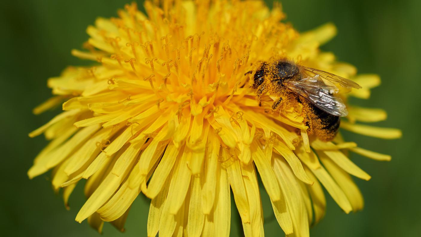 L’ape nera: un patrimonio culturale svizzero da salvare - RSI Radiotelevisione svizzera