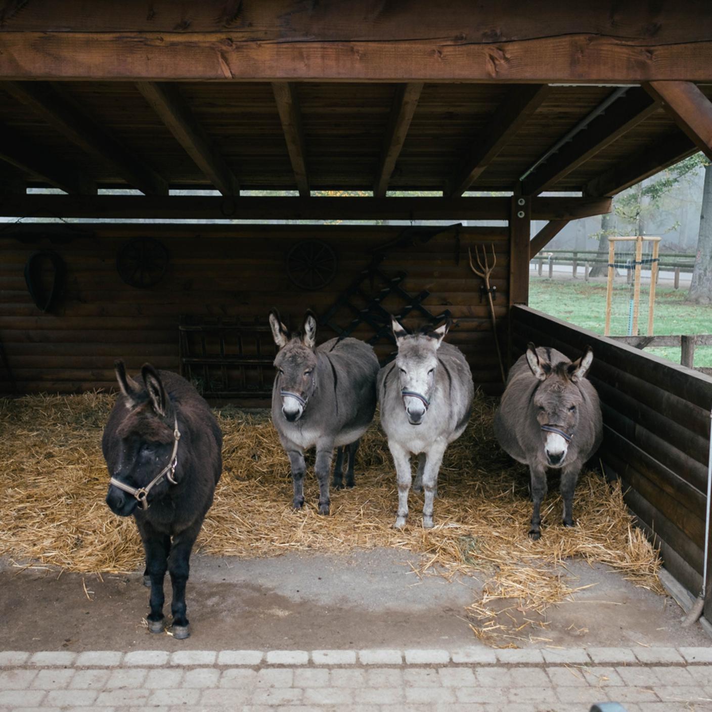 L’asino - RSI Radiotelevisione svizzera