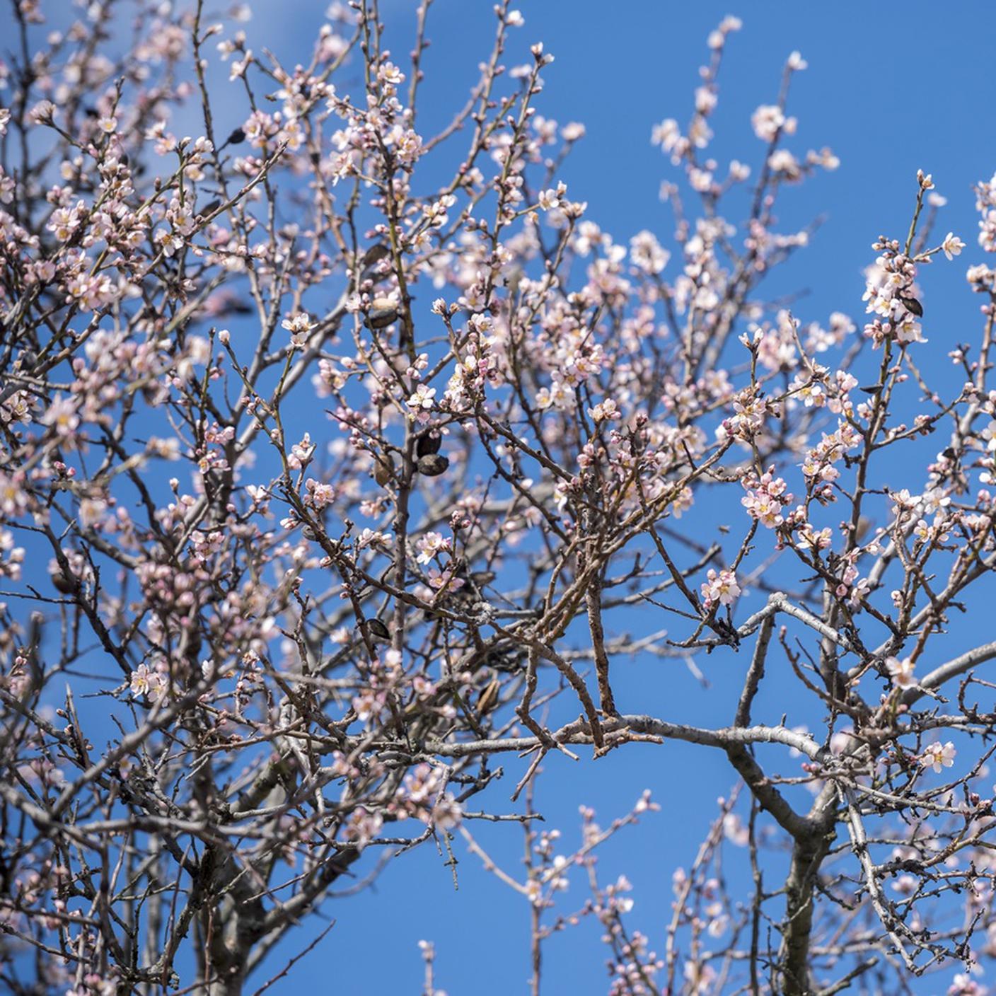 Il Mandorlo - RSI Radiotelevisione svizzera