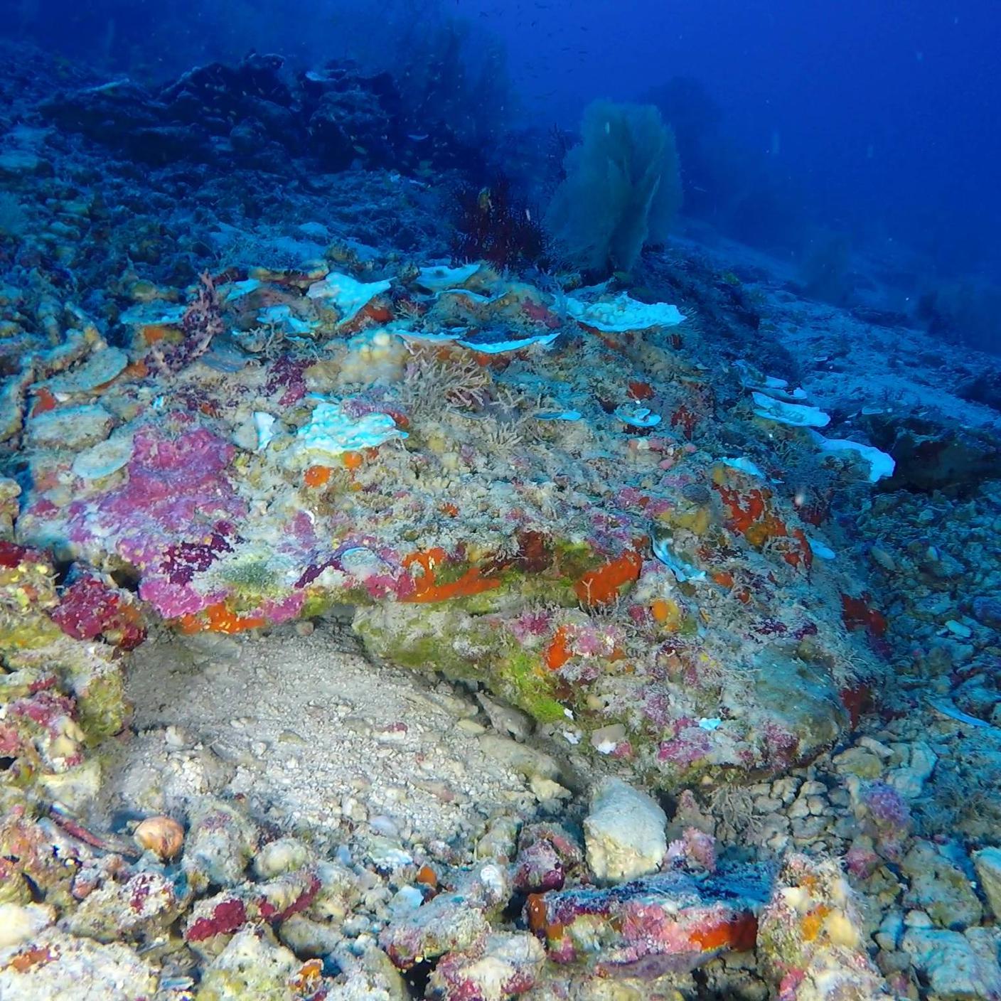 Alla scoperta di Gaia Blu - RSI Radiotelevisione svizzera